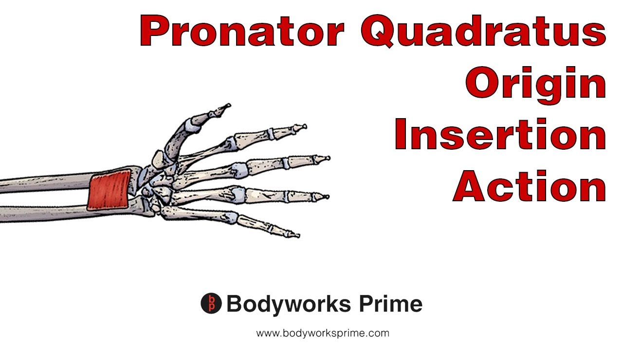 Pronator Quadratus Anatomy: Origin, Insertion & Action