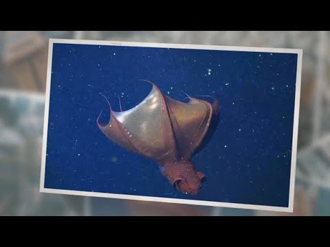 What Do Vampire Squid Eat?