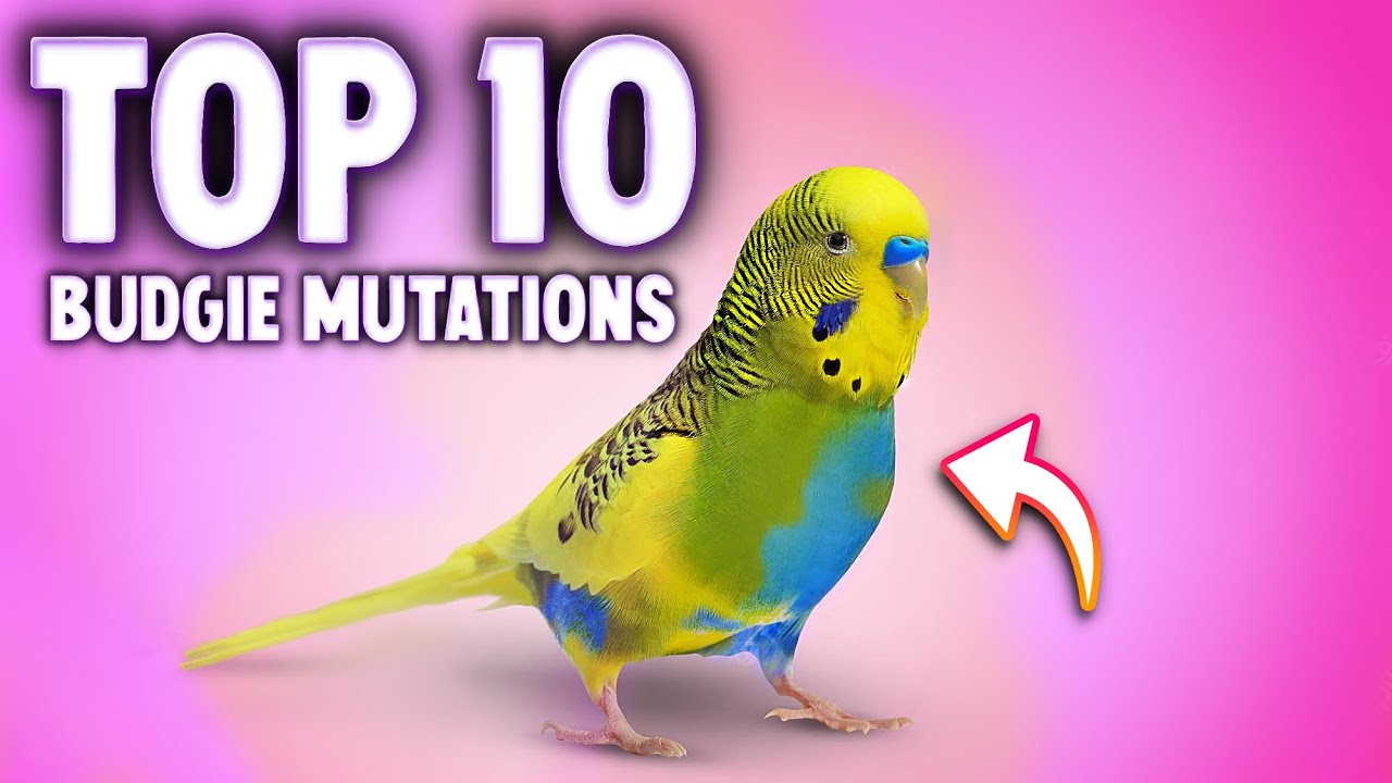 Top 10 Budgie Colors, Varieties & Mutations