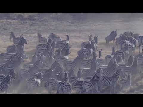 Why do zebras have stripes?