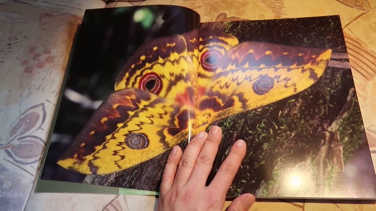 Giant Silkmoths: colour, mimicry & camouflage: LETS READ TOGETHER