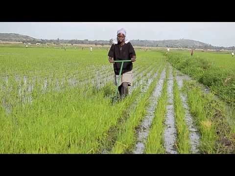 Cono Weeder at Best Price in India