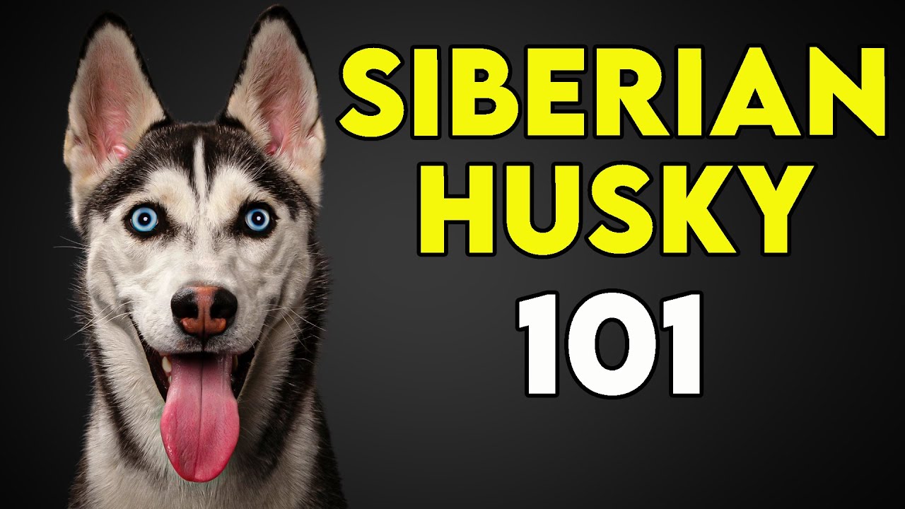 Siberian Husky Dogs 101 - Must Watch Before You Get One