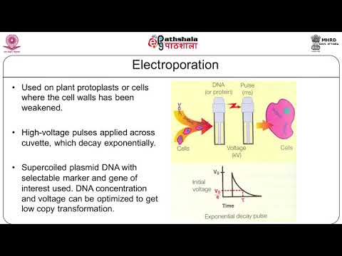 M-06. Direct gene transfer strategies