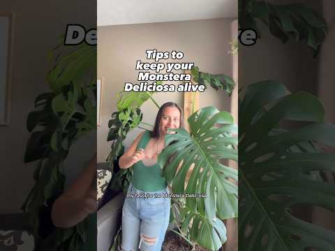 Tips to keep your monstera deliciosa alive #plantcare #monsteraplant #monstera