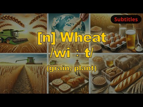 [n] Wheat meaning (grain, plant) with 5 examples