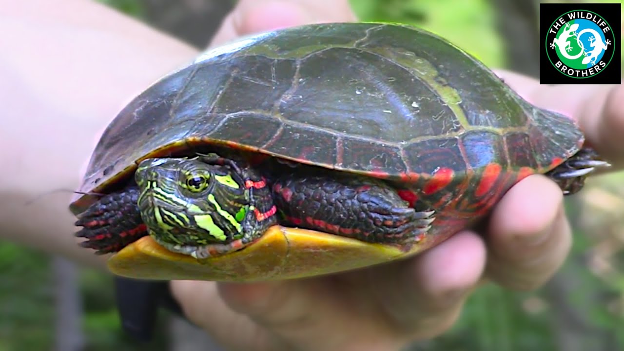 The Eastern Painted Turtle!