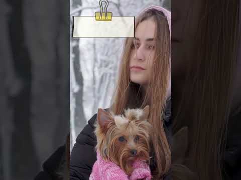 Top 5 Popular Cartoon Character Names for a Girl Yorkshire Terrier