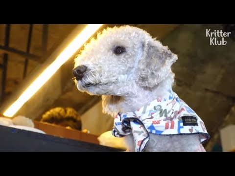 This Lovely Dog Was Abandoned As Soon As A Tumor Was Discovered (Part 1) | Kritter Klub