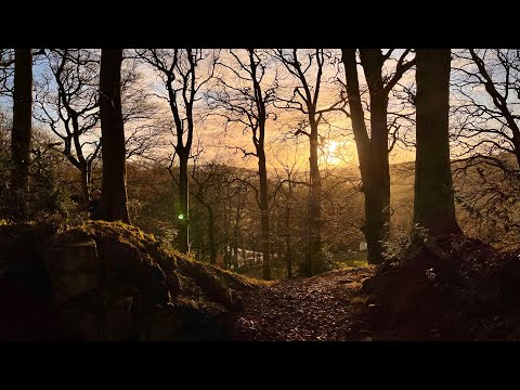 Day 1 - 3D Stereoscopic film - Walking through beech trees on a winters day