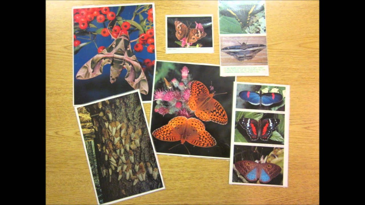 Huge Insect Unit for a Classroom