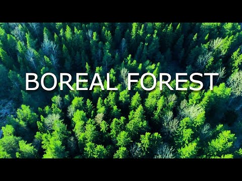 Explore the Boreal Forest | Taiga in 4K - Ultra HD With Ambient Music for Stress Relief