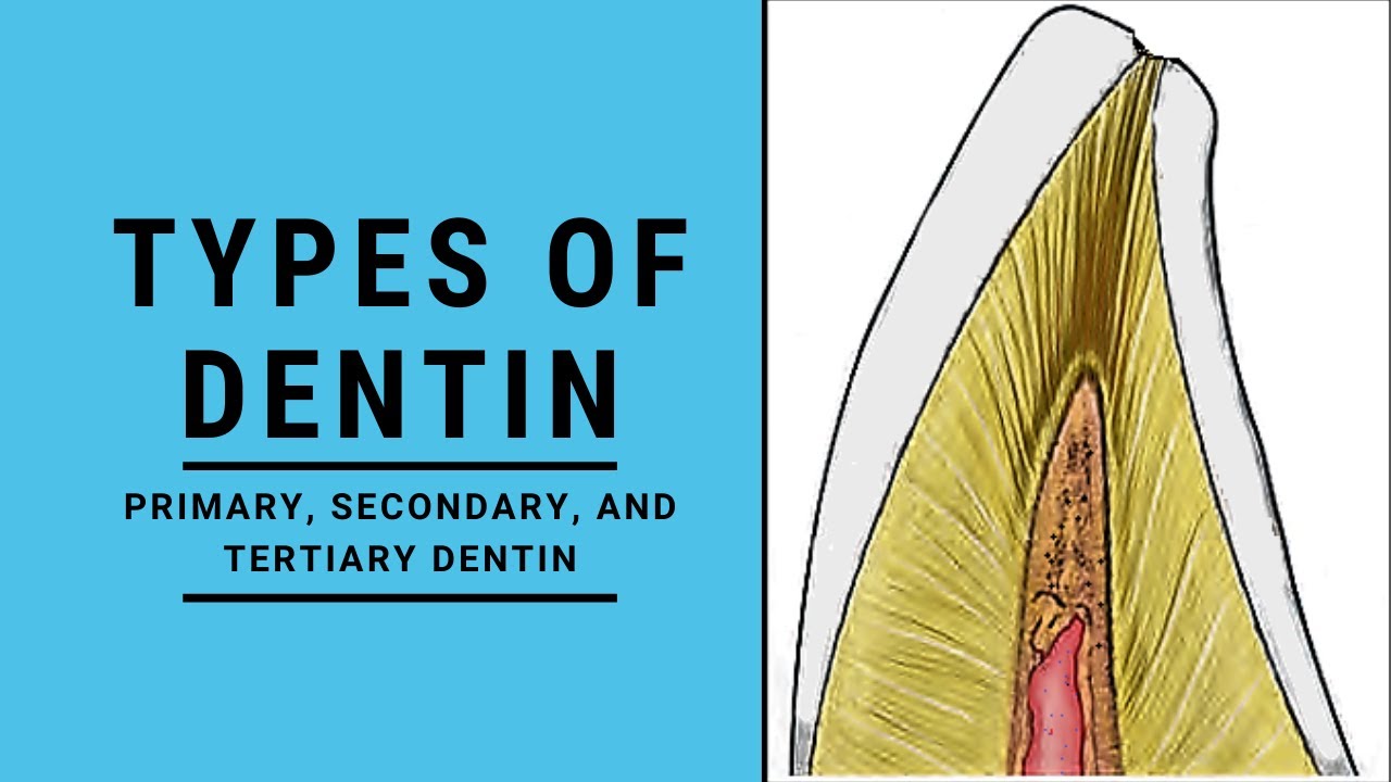 Types of Dentin | Dentin Pulp Complex Session 2