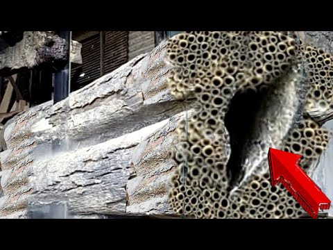 What's Hidden In A 100 Year Old Tree ! Amazing Black Hollow Wood