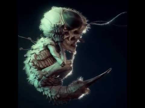Humanoid Bug Funny Video