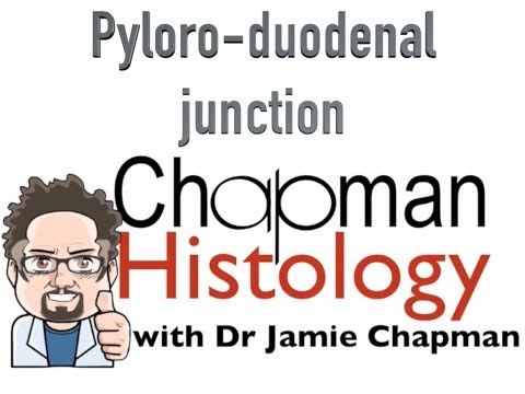 3 Min Histology - Pyloro-duodenal Junction