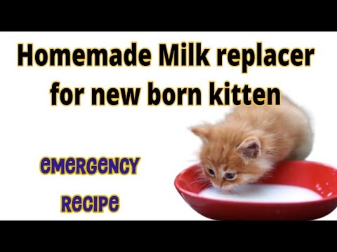 How to make an emergency kitten milk replacer | kitten milk replacer recipe | snow ki dunya