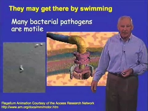 Bacterial flagella - Stanley Falkow (Stanford)