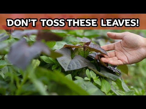 Sweet Potato Leaf Benefits and Uses You Need to Know! / Earth's Medicine