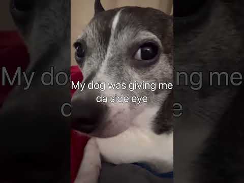 My dog was giving me the bombastic side eye #trending #mrbeast #funny #dog