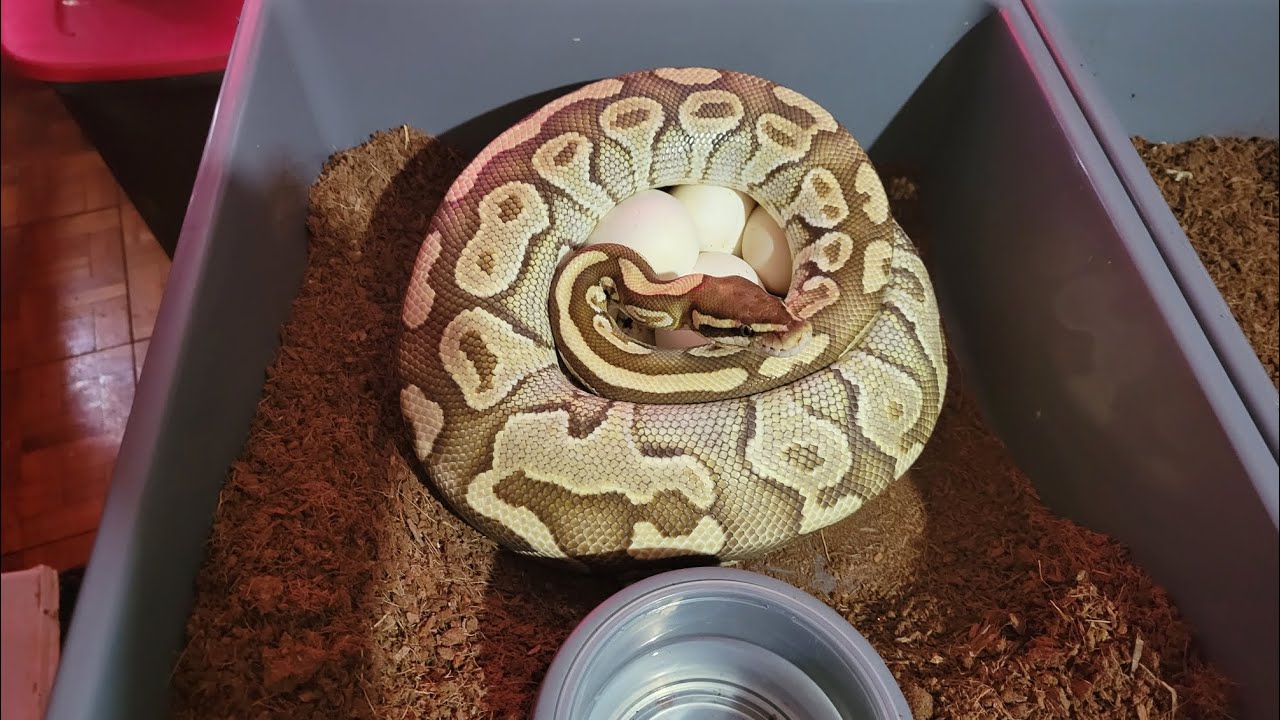 Ball Python Clutch 2 on the ground