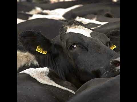 Updates to the EBI including sire selection for heifers