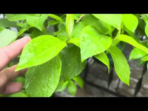 Yellow aster disease in hydrangea my experience with it.
