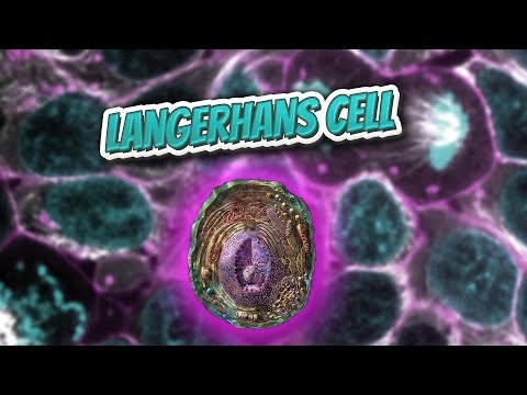 Langerhans cell (Everything Human Cells) π¬ποΈπΊπβ