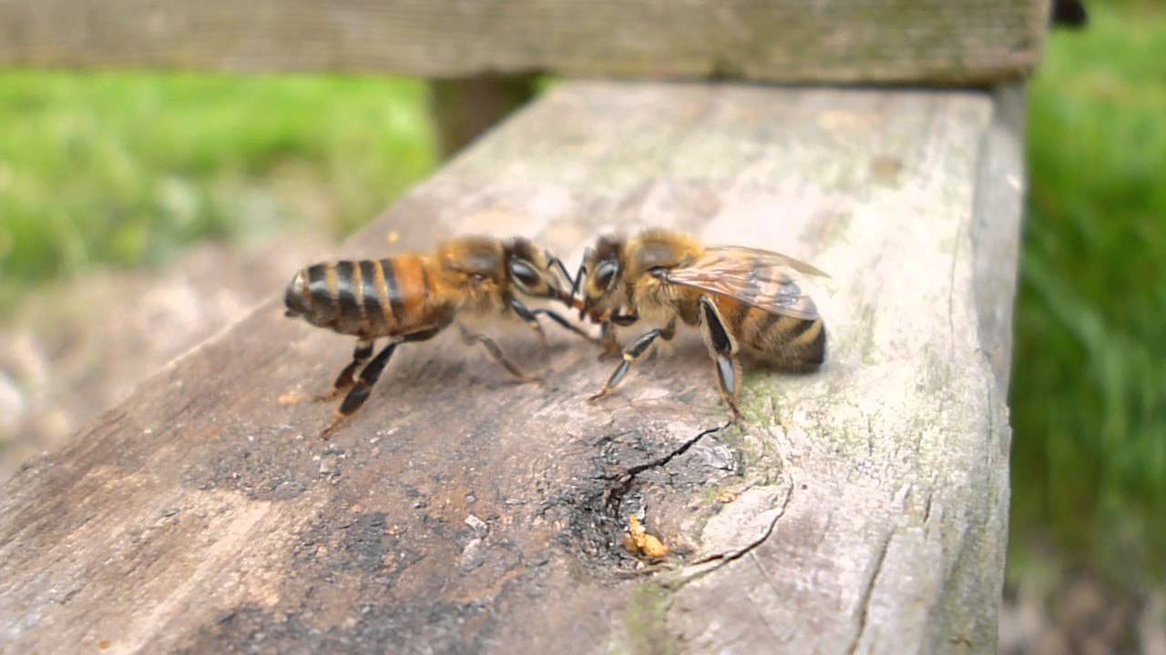 Gatsbees - Trophallaxis