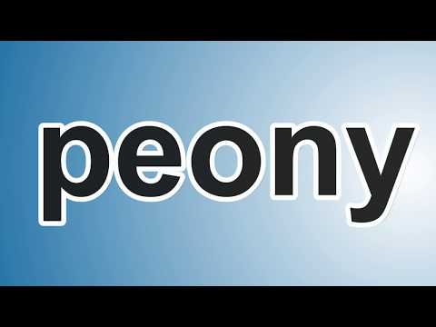 How to pronounce peony ,How to say peony , Como se dice peony in ingles