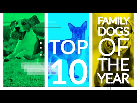 AKC TOP 10 DOG BREEDS: best breeds for the family