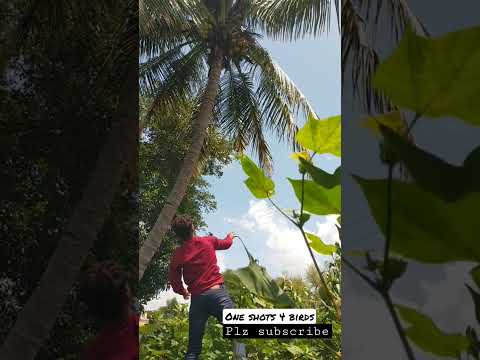 in one shot 4 coconut fall down #shorts #trending #viral #status #ytshorts #youtubeshorts #ytshorts