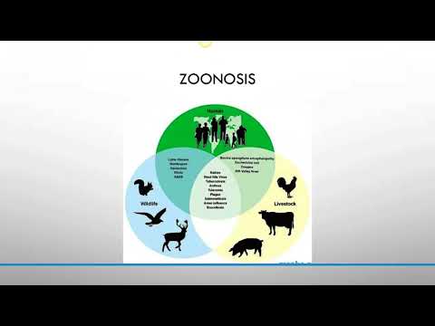 Patterns of Infection