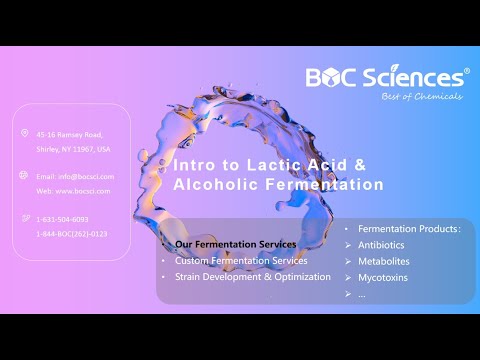 Lactic Acid & Alcoholic Fermentation - Overview of Fermentation - What is Lactic Acid Fermentation