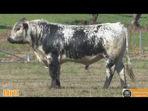 LOT 11 MINNAMURRA PISTON P133