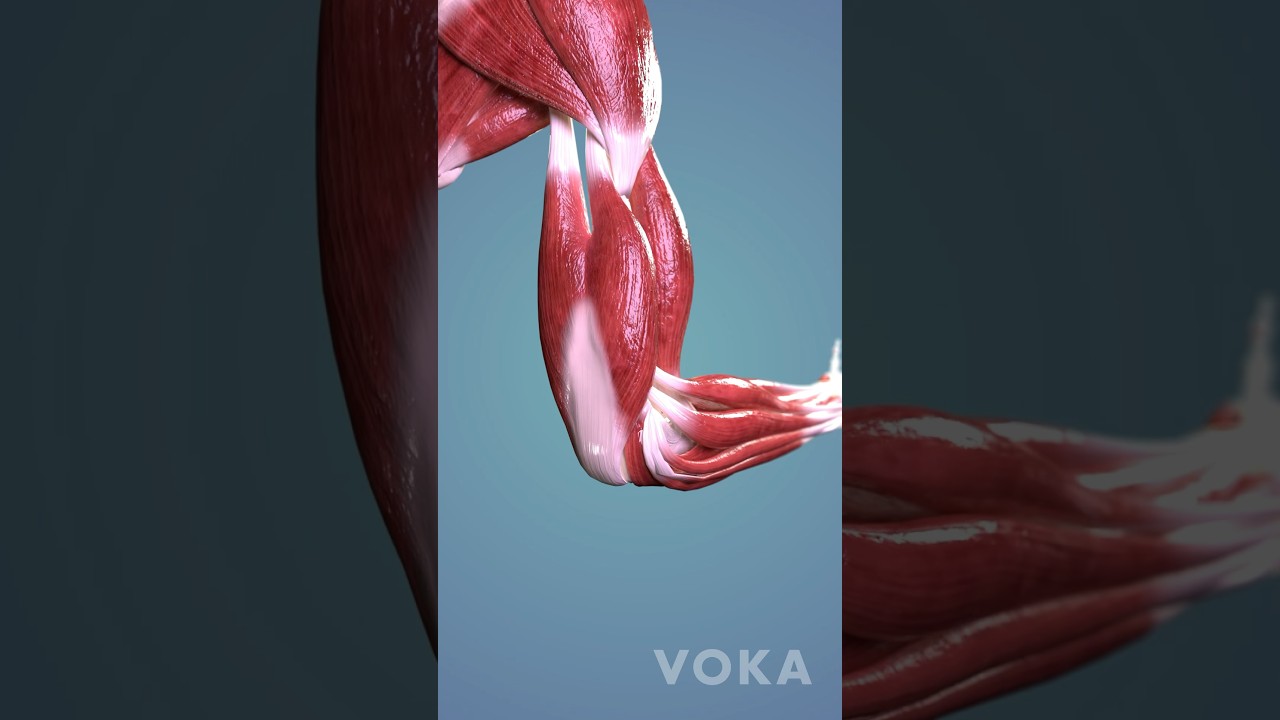 Elbow flexion explored in 3D - muscles and ligaments of the moving elbow joint 3D visualization