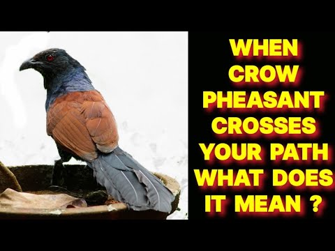 WHEN CROW PHEASANT BIRD CROSSES YOUR PATH WHAT DOES THE SPIRITUAL MEANING ?