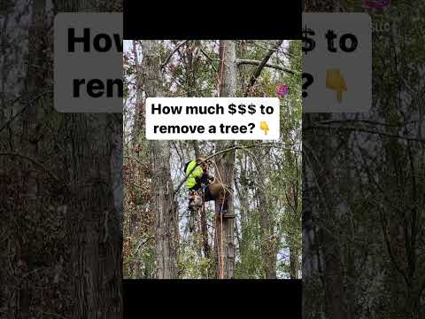 How much does it cost to remove a tree?