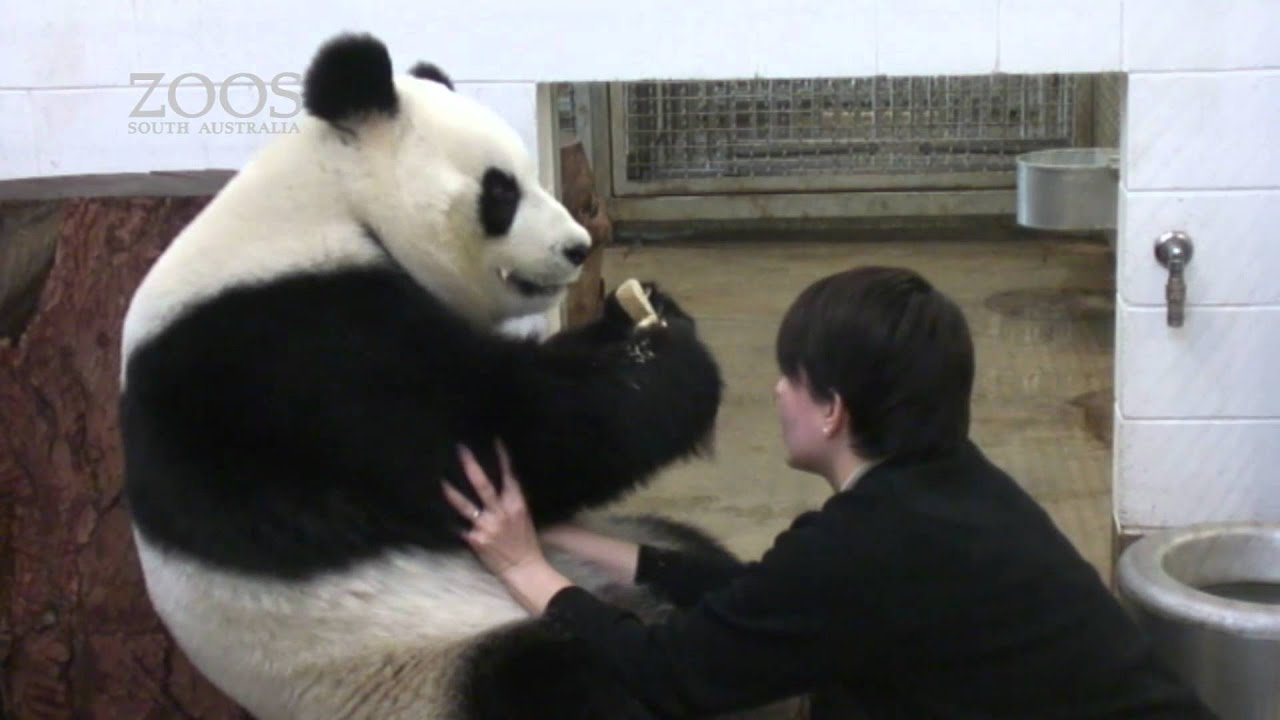 Panda Contact Session