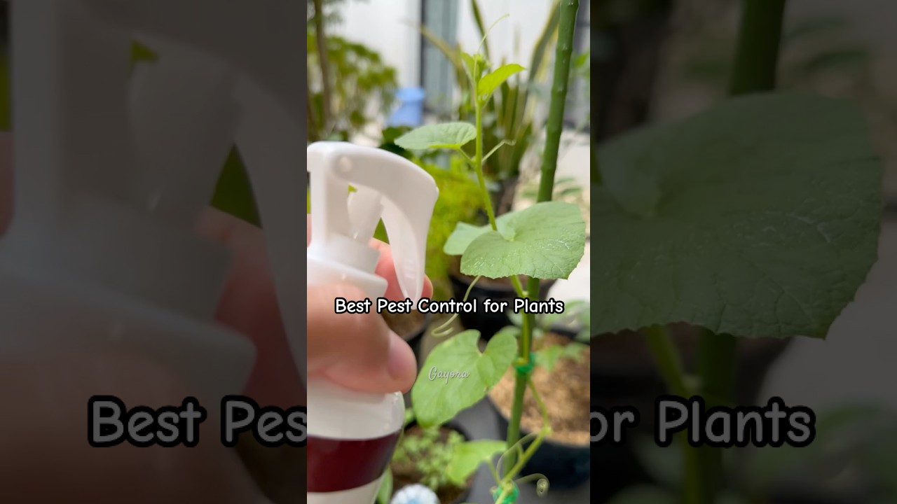 Best Pest Control for Plants | How to Use Insecticide Spray #gardening #plantcare #homegardening