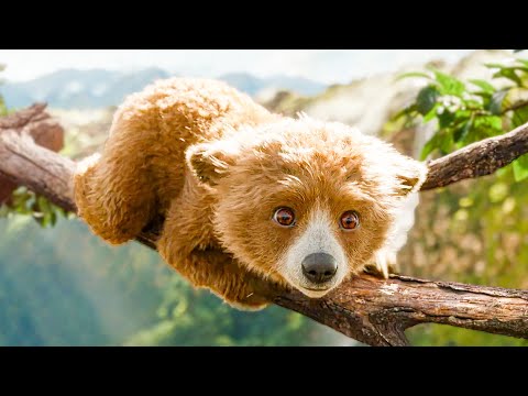 PADDINGTON IN PERU - All Trailers From The Movie (2025) Paddington 3