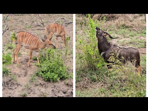 Morning with Nyala: Nature's Most Elegant Antelope #CuteSafariLife