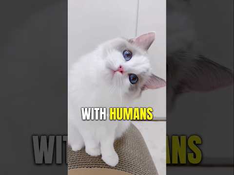 Cats Talking To Each Other 🤔🔥 #1