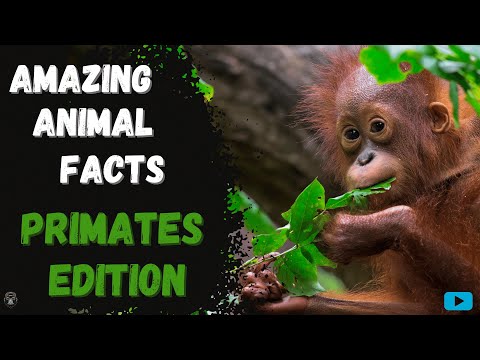 Amazing Animal Facts - Primate Edition