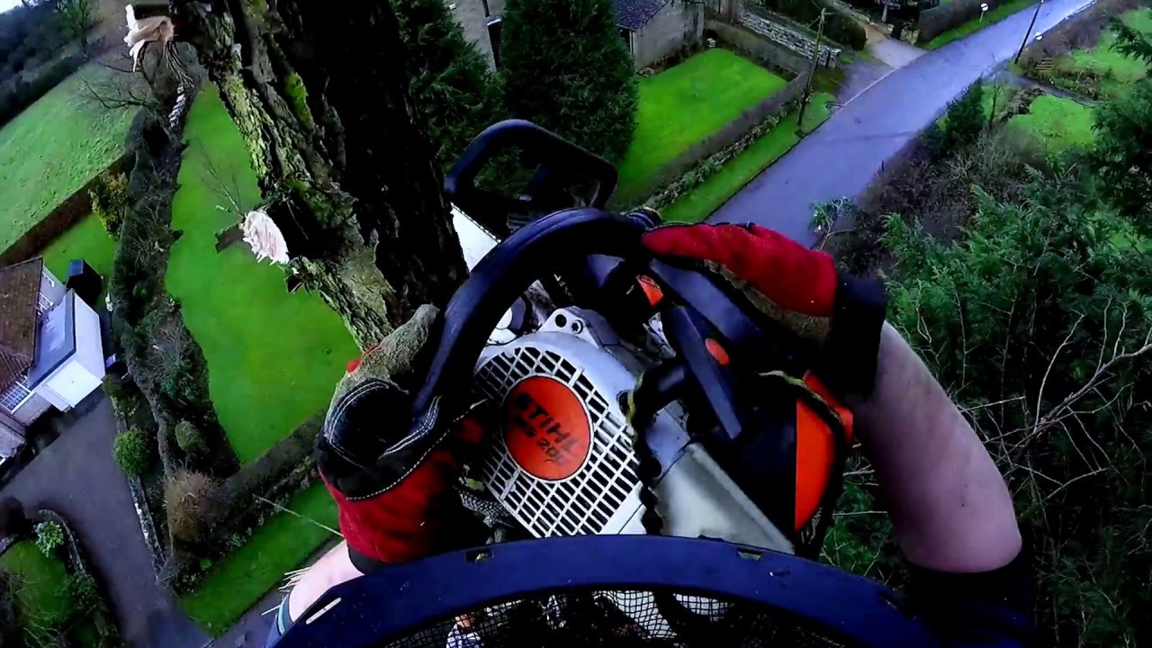 Very tall conifer dismantle