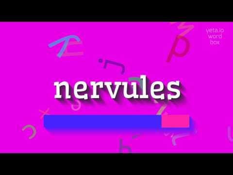 NERVULES - HOW TO SAY NERVULES?