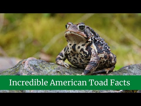 Incredible American Toad Facts || American Toad Appearance || American Toad Behavior