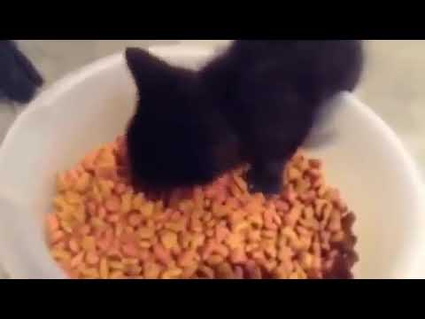 Kitten says nom nom nom while eating