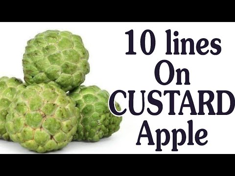 10 lines on Custard Apple in English, | Essay Sugar apple in English for kids