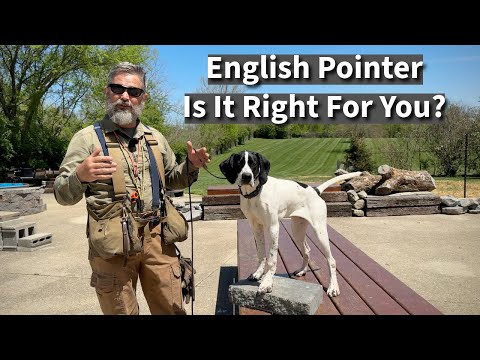 English Pointer | Is It Right For You?